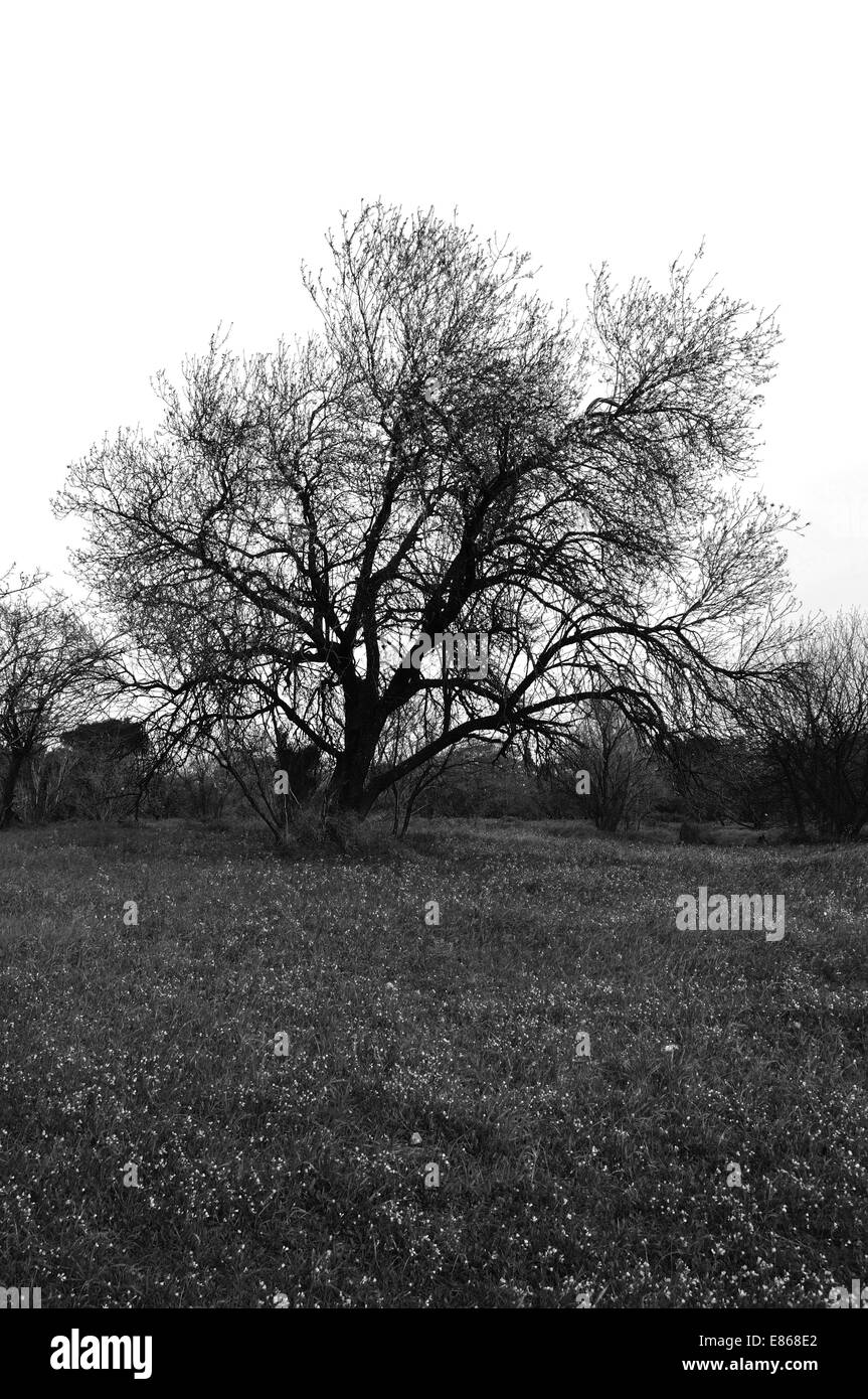 Black grass field silhouette hi-res stock photography and images - Alamy