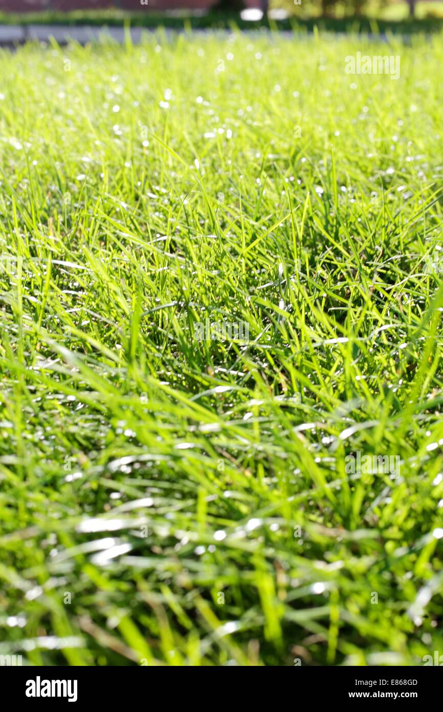 Perfect green grass texture from golf fiel Stock Photo - Alamy