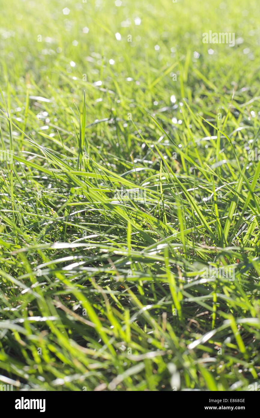 Perfect green grass texture from golf fiel Stock Photo - Alamy