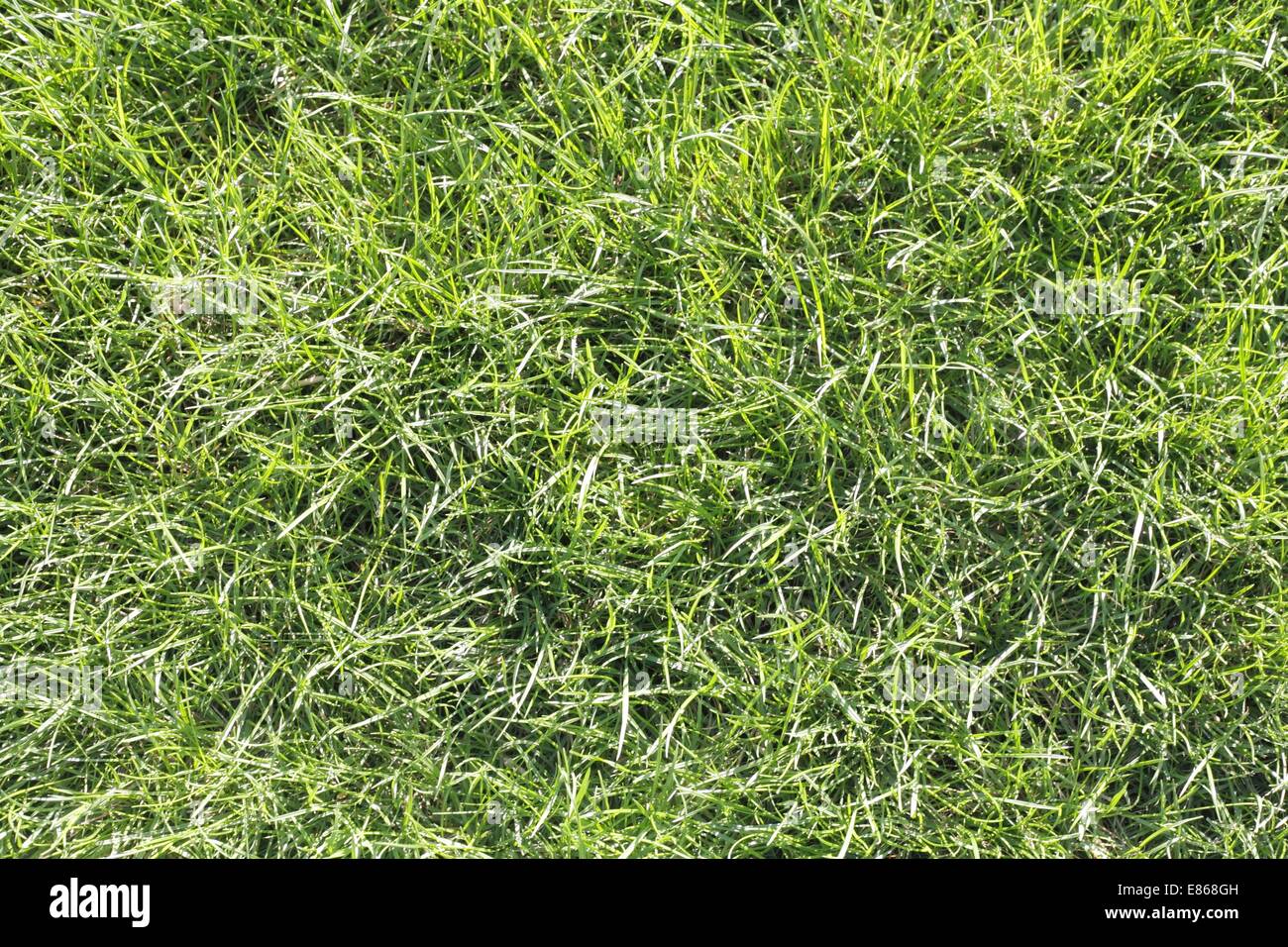Perfect green grass texture from golf fiel Stock Photo - Alamy