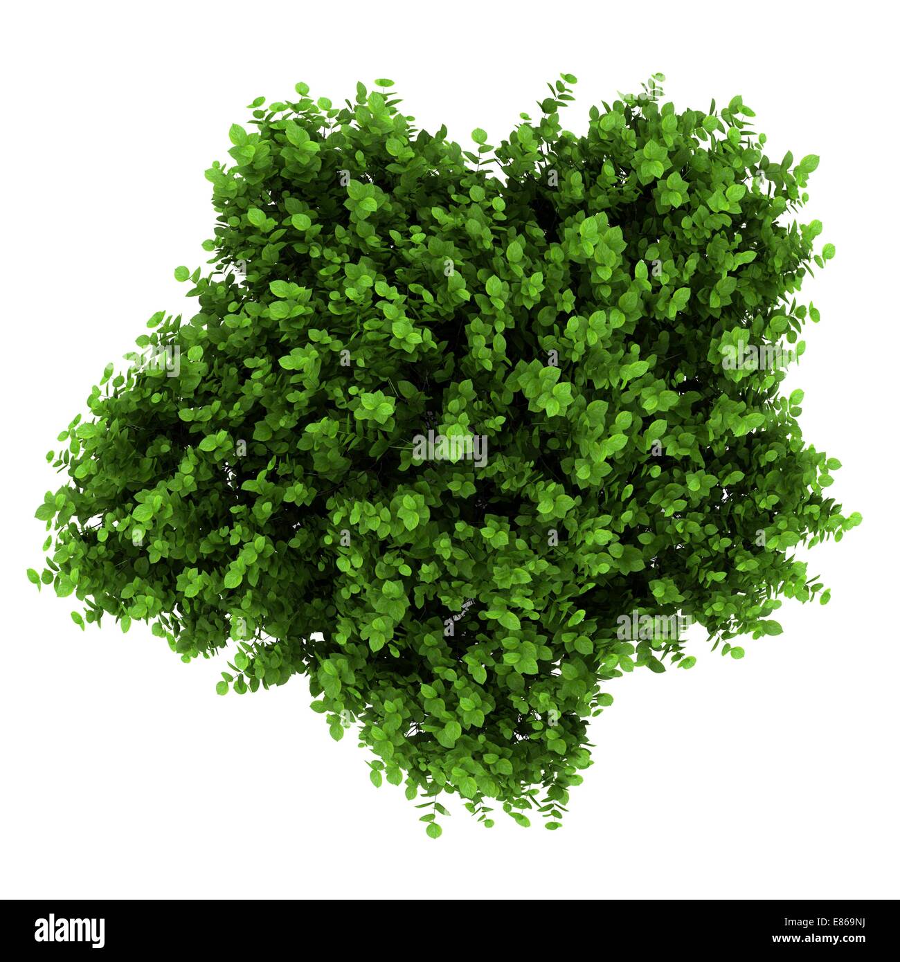 top view of bigleaf hydrangea bush isolated on white background Stock ...
