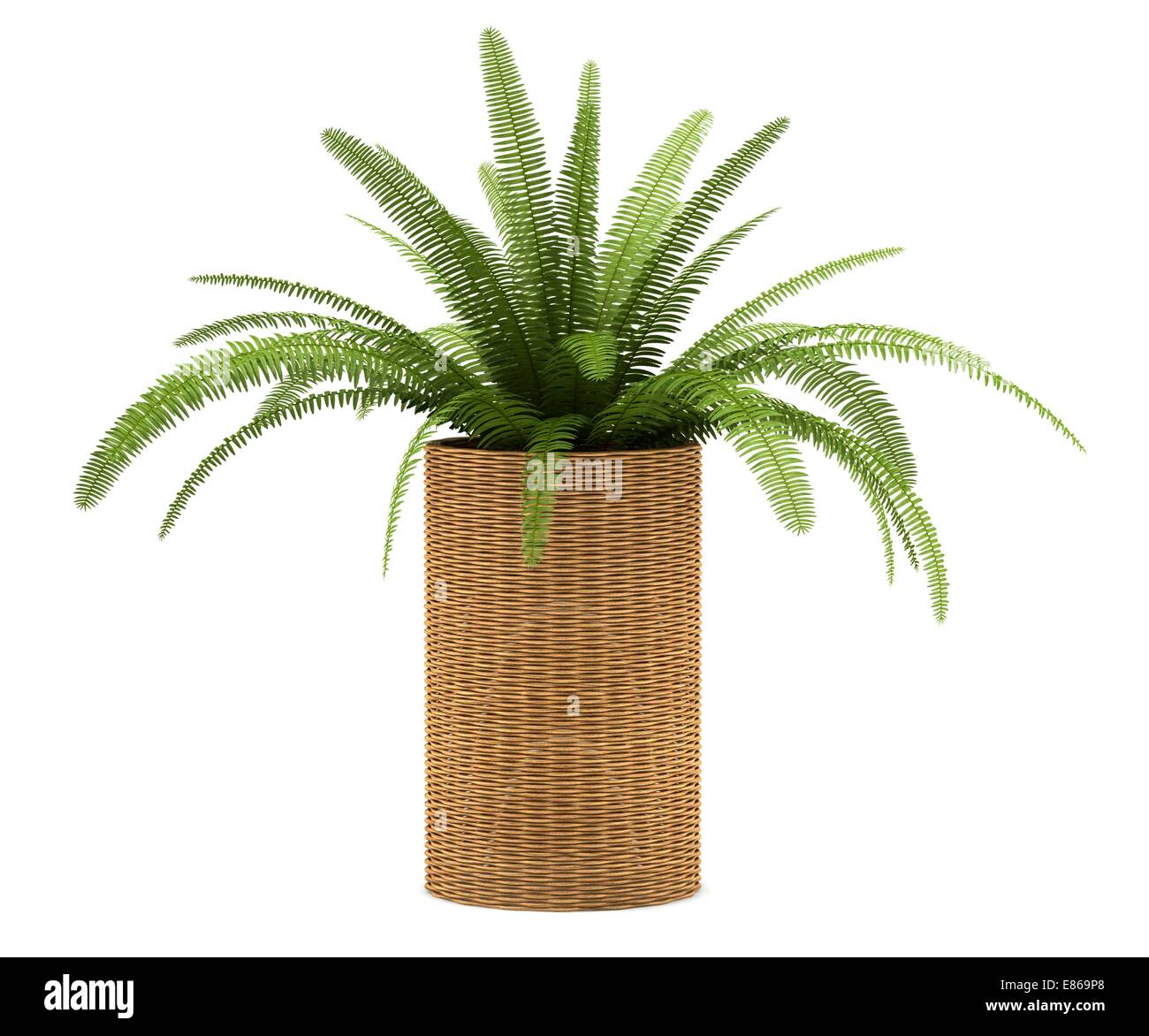 fern plant in pot isolated on white background Stock Photo - Alamy
