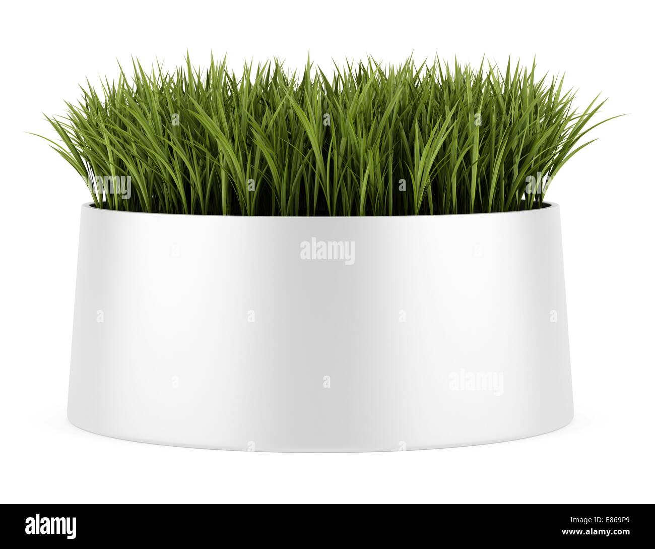 decorative grass in pot isolated on white background Stock Photo - Alamy
