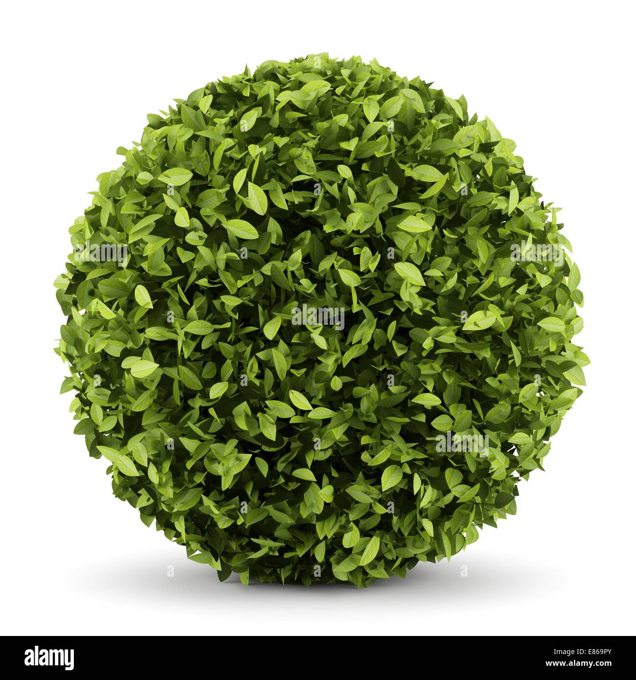 decorative round plant isolated on white background Stock Photo - Alamy
