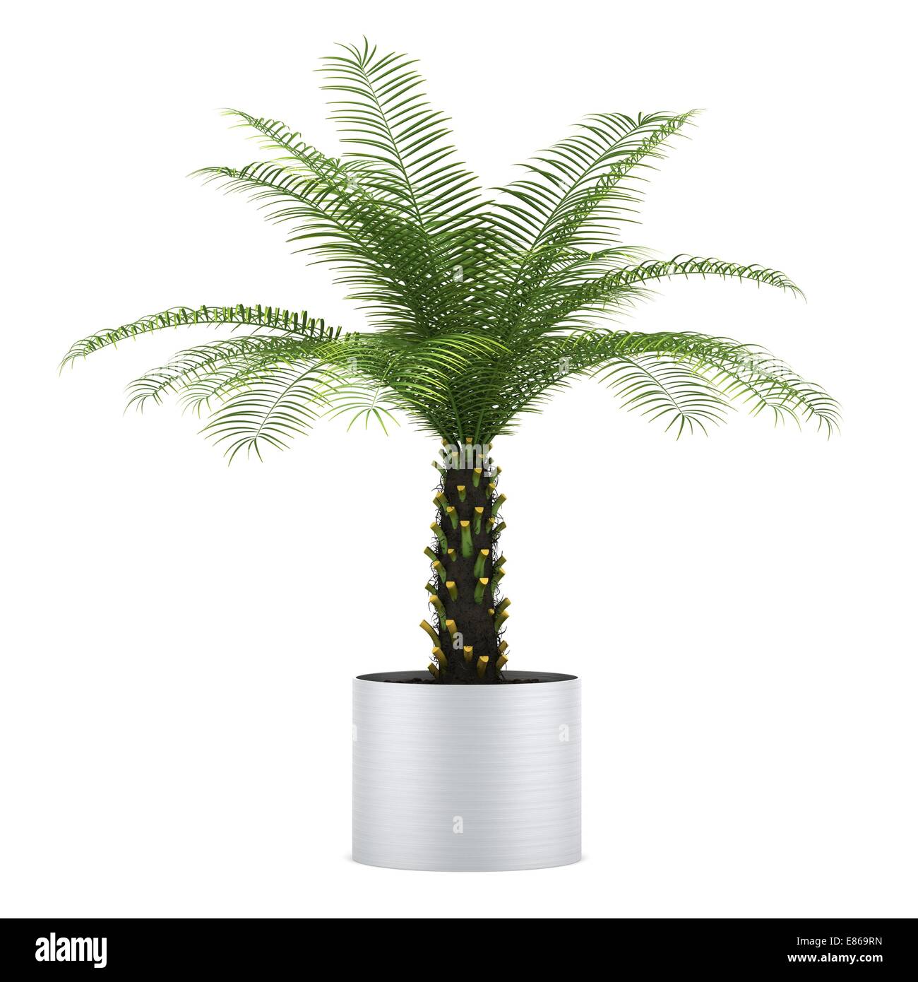 palm tree in pot isolated on white background Stock Photo - Alamy