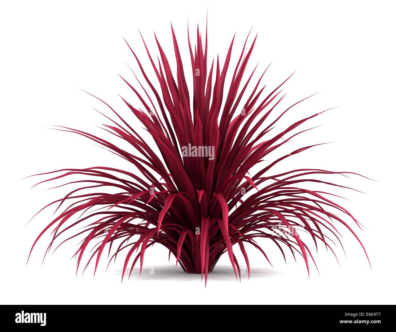 cabbage tree bush isolated on white background Stock Photo - Alamy