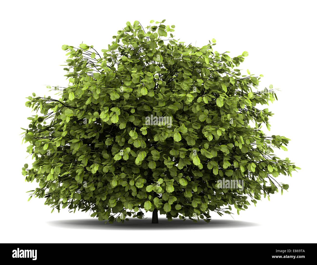 common hazel bush isolated on white background Stock Photo - Alamy