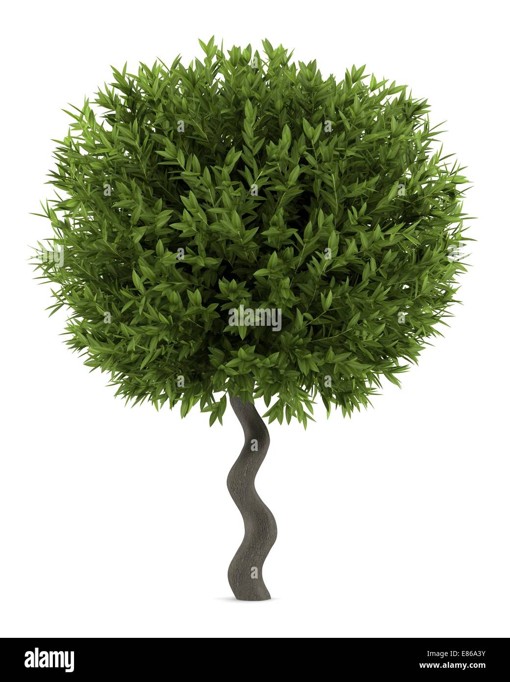 bay laurel bush isolated on white background Stock Photo - Alamy