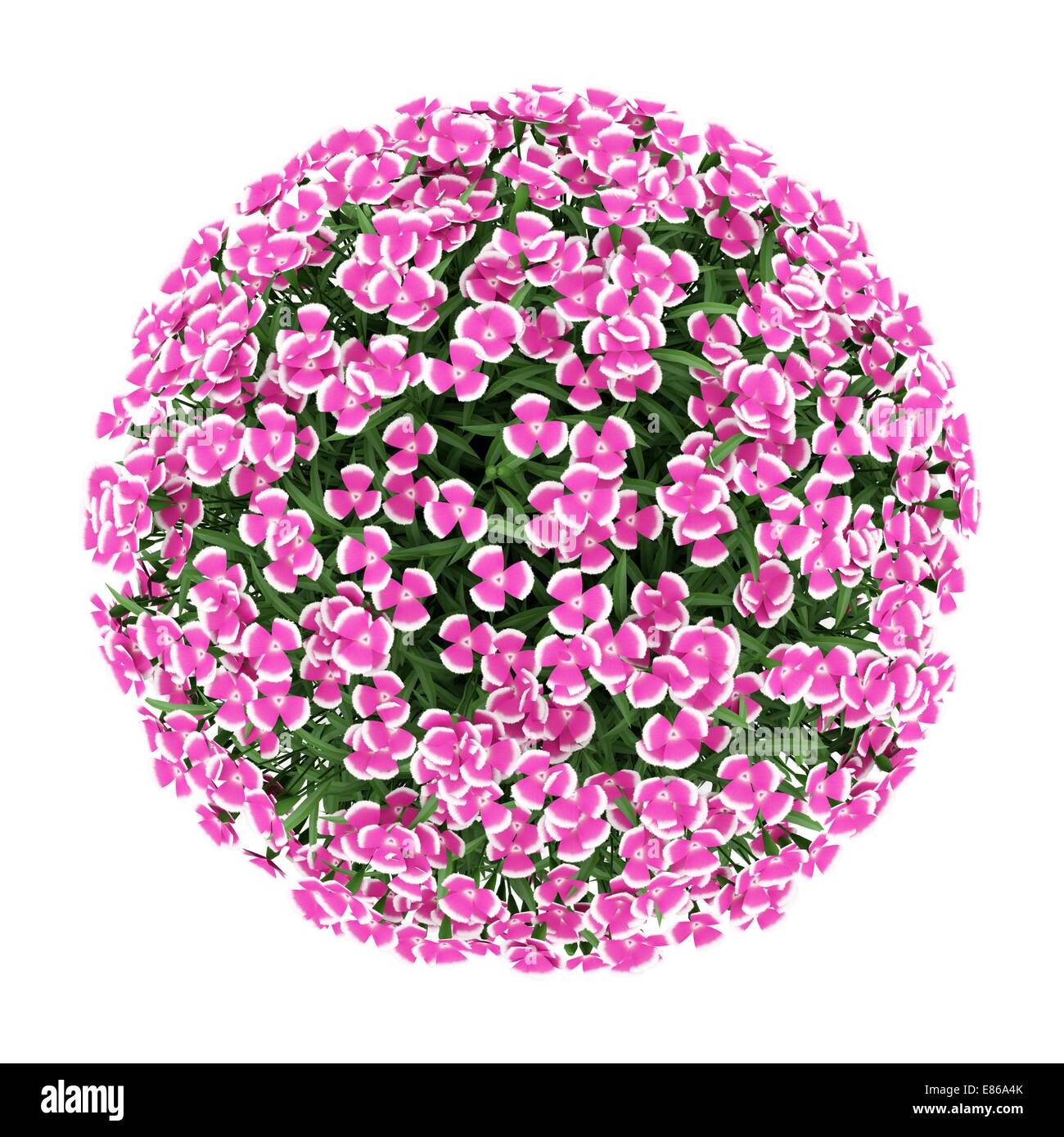 top view of alpine pink flowers isolated on white background Stock ...