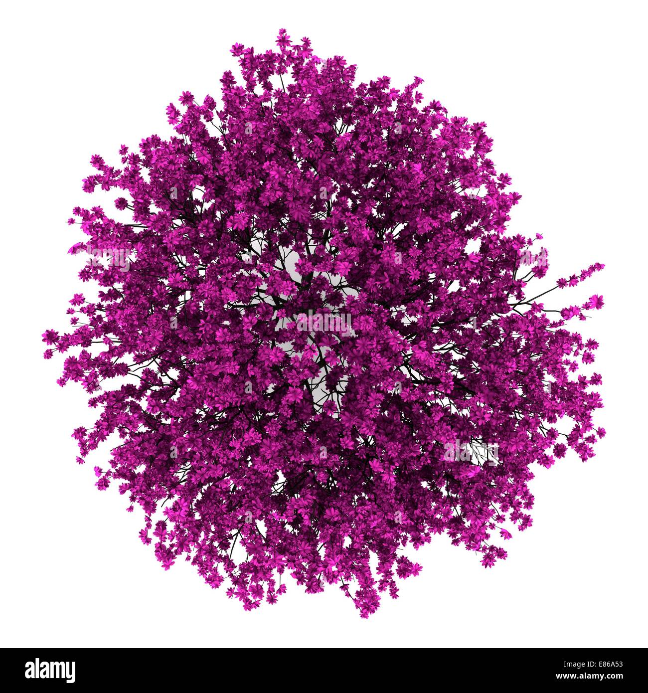 top view of judas tree isolated on white background Stock Photo - Alamy