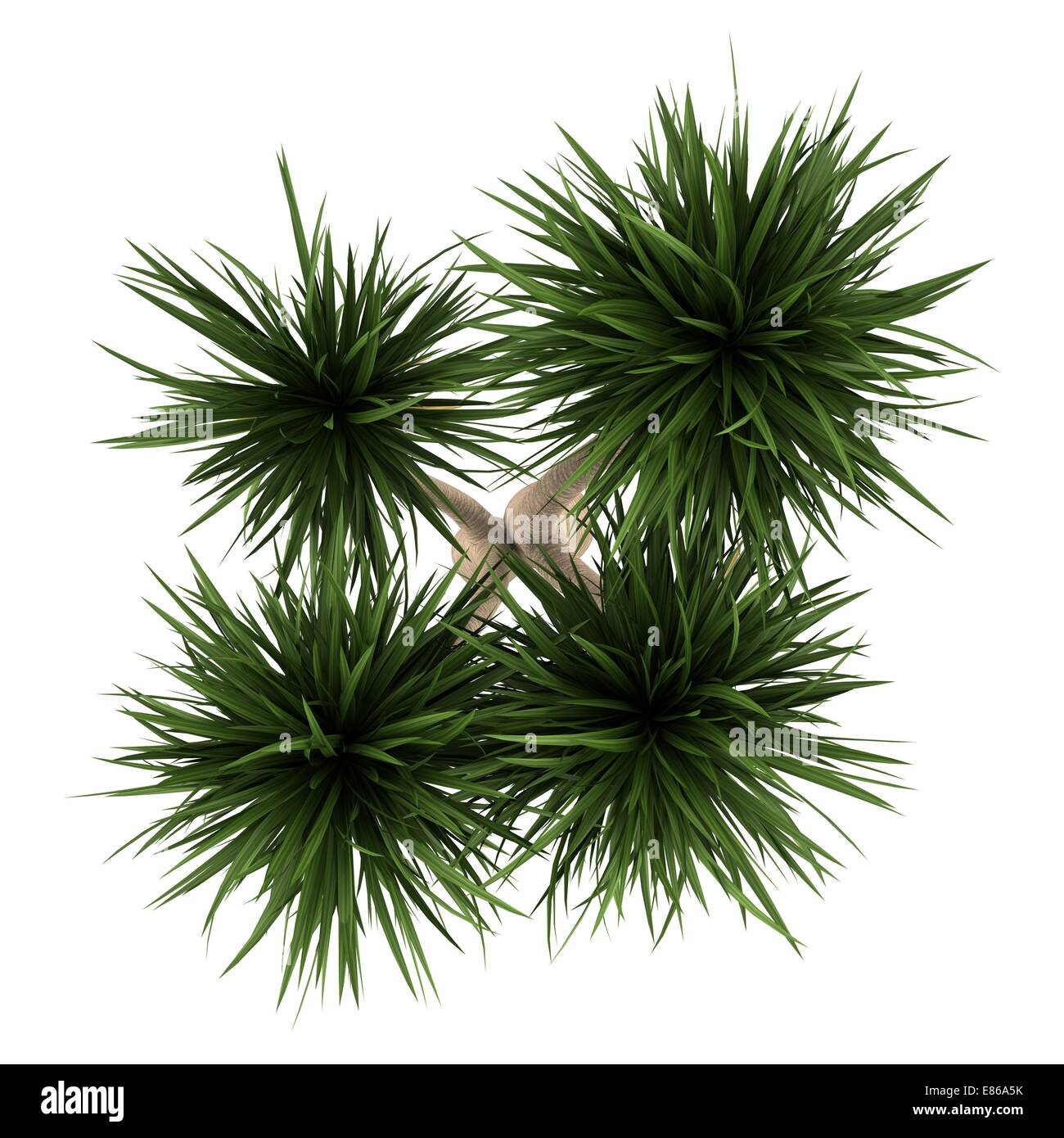 Yucca tree Cut Out Stock Images & Pictures - Alamy