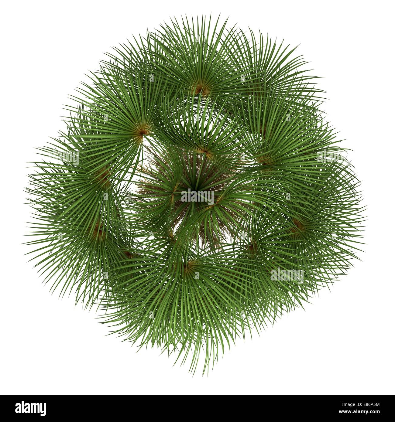 Palm Tree Top View Png