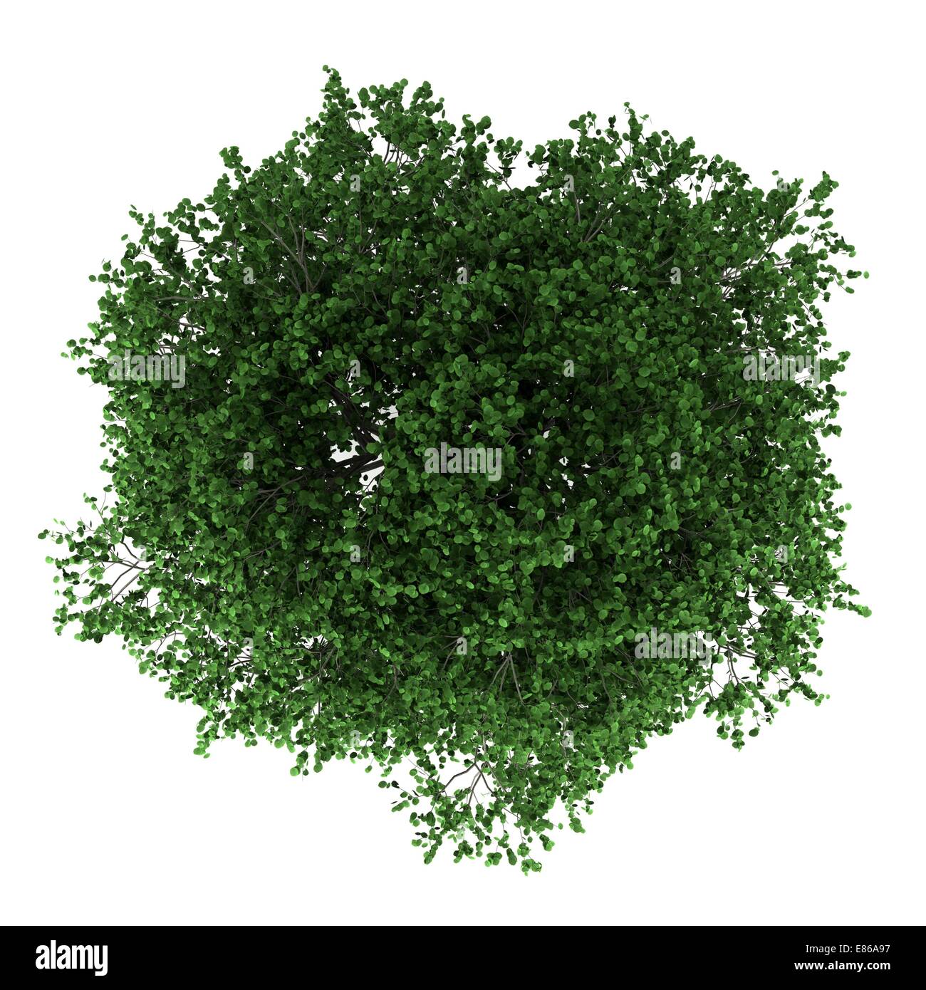 top view of hornbeam tree isolated on white background Stock Photo - Alamy