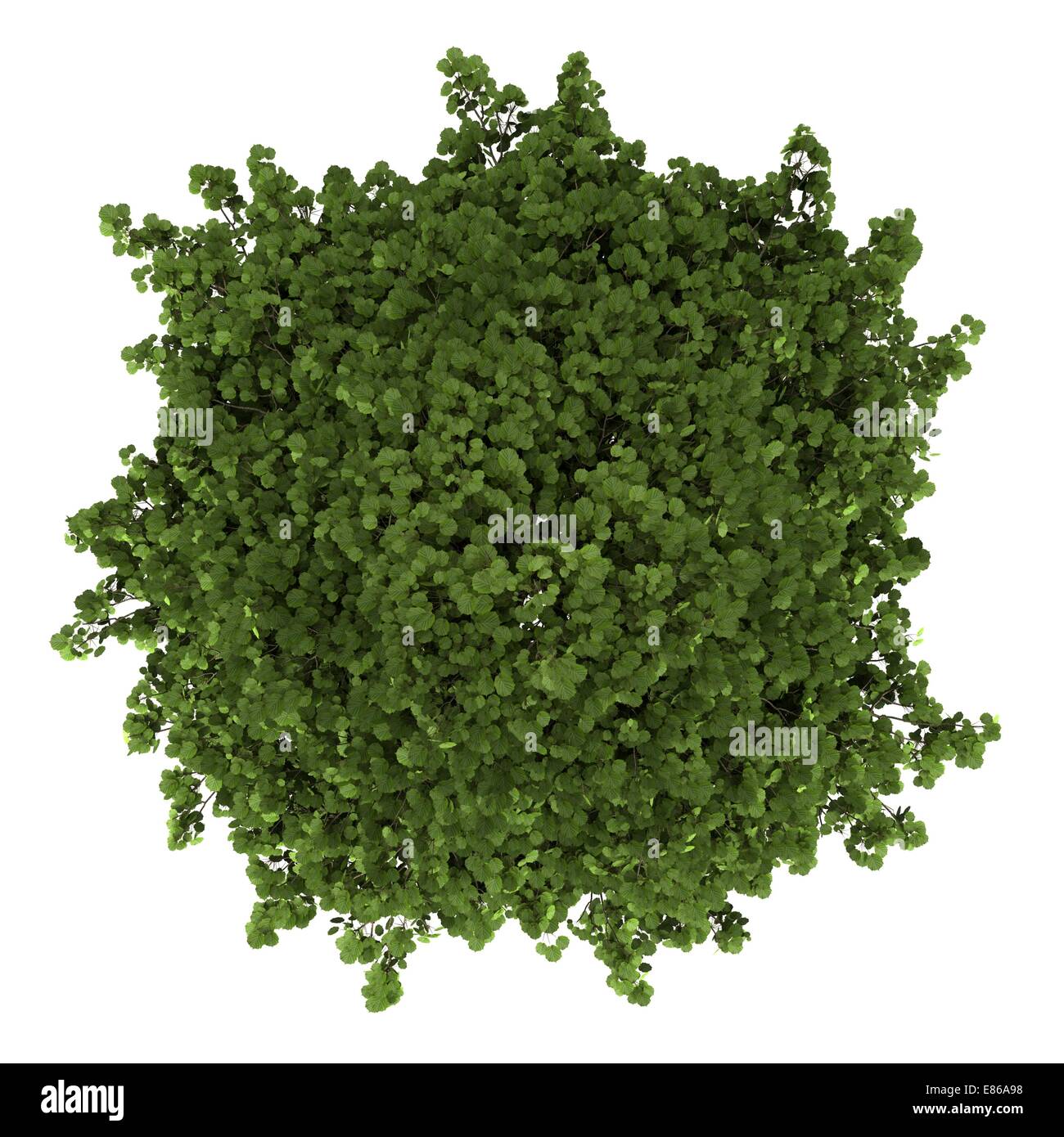 top view of grey alder tree isolated on white background Stock Photo ...