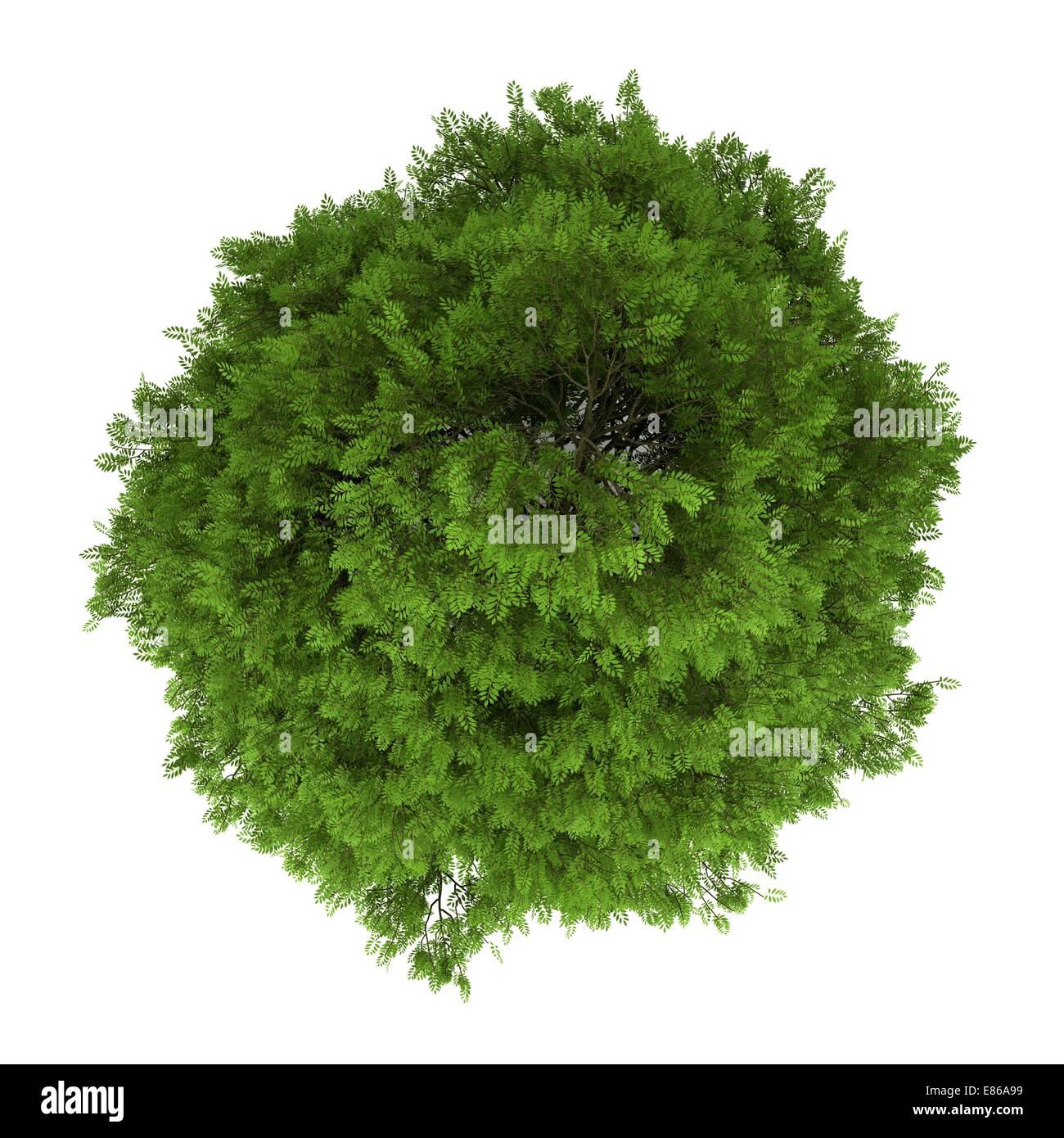 top view of tree of heaven isolated on white background Stock Photo - Alamy
