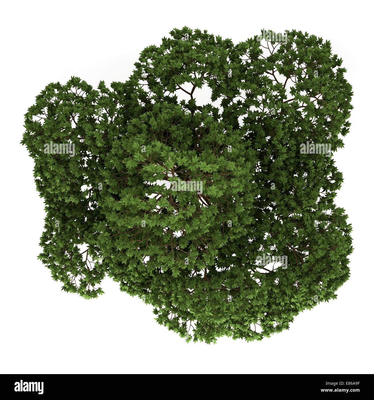 Australian boab tree Cut Out Stock Images & Pictures - Alamy