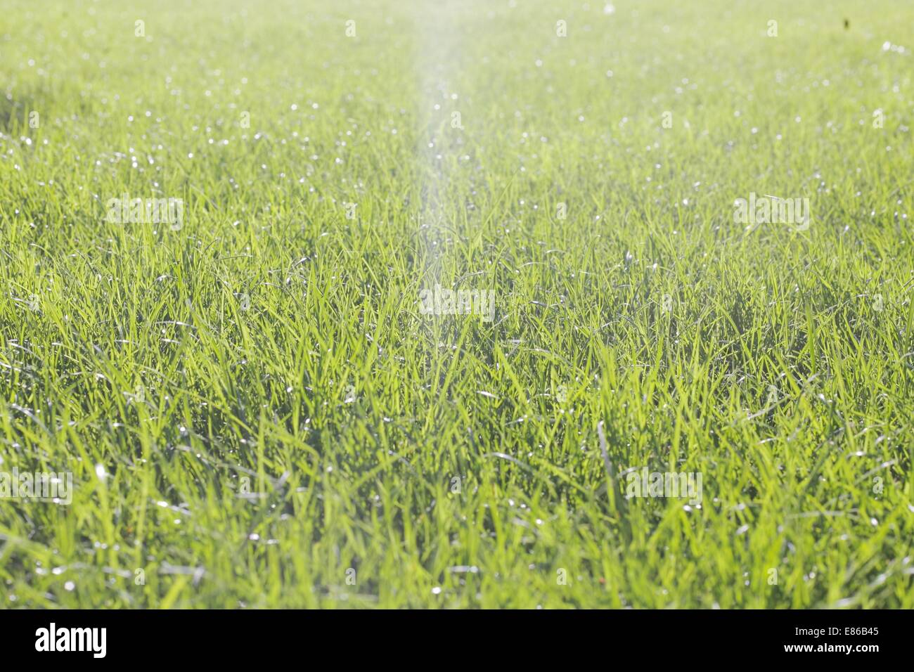 Perfect green grass texture from golf fiel Stock Photo - Alamy