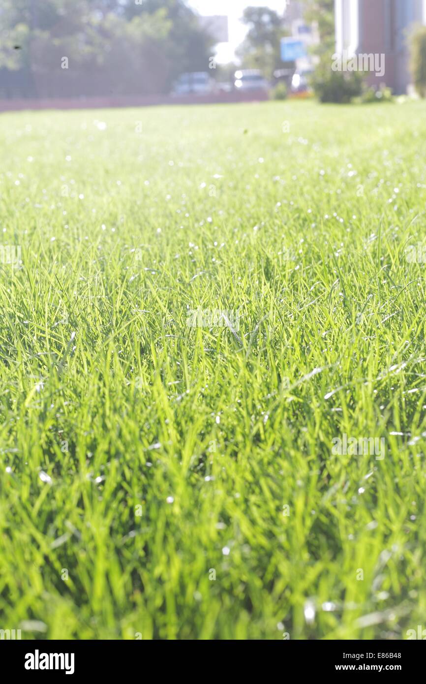 Perfect green grass texture from golf fiel Stock Photo - Alamy