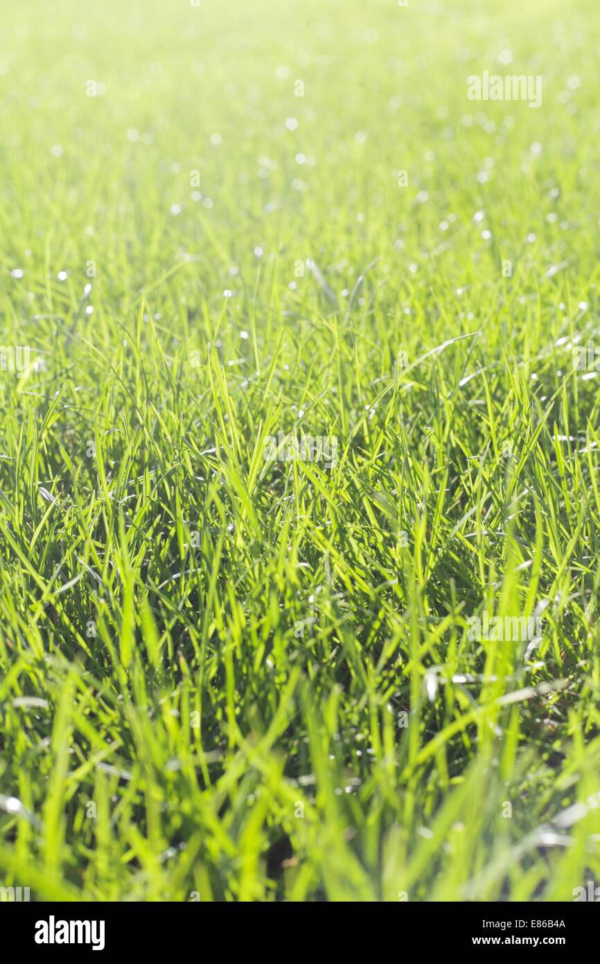 Perfect green grass texture from golf fiel Stock Photo - Alamy