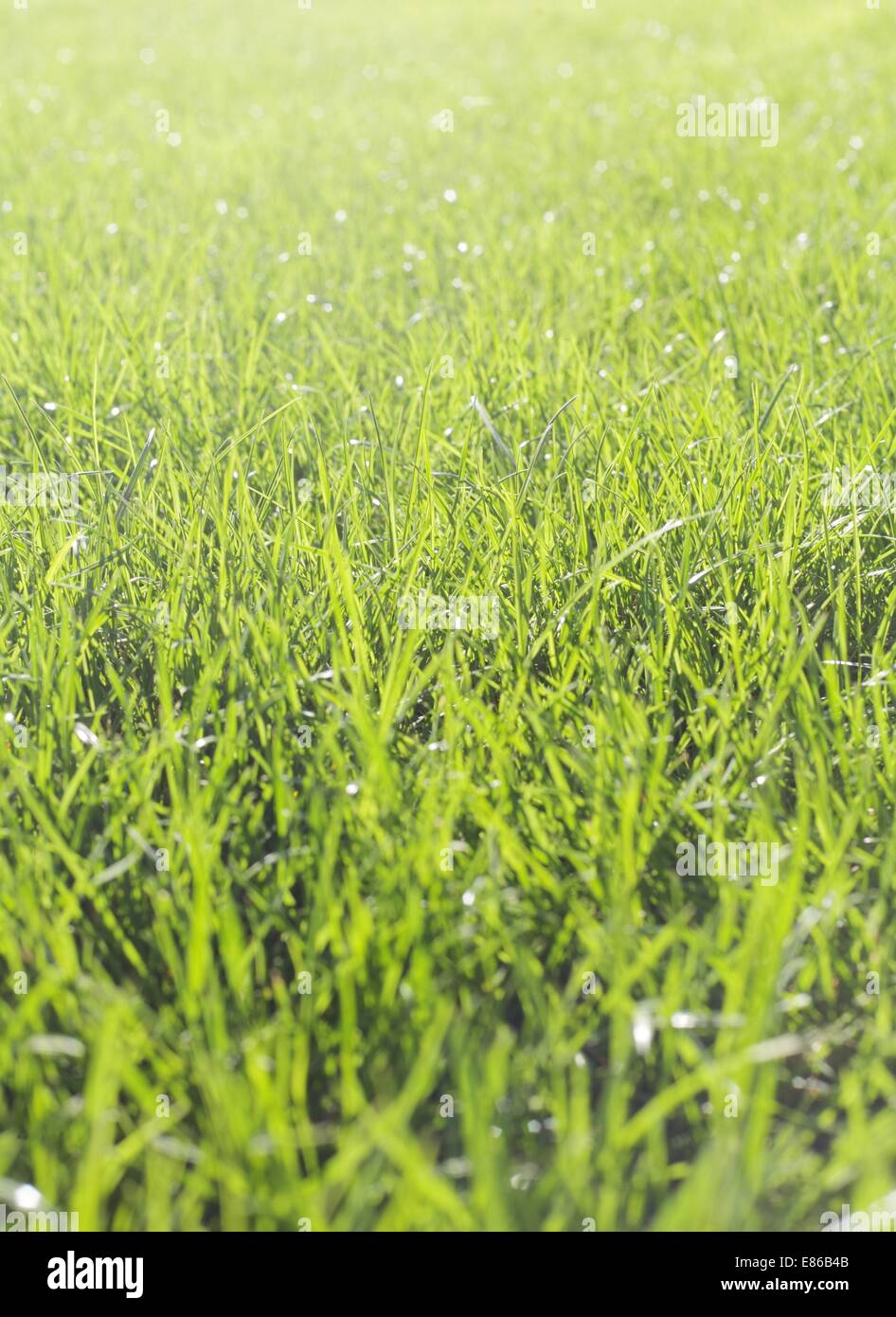 Perfect green grass texture from golf fiel Stock Photo - Alamy