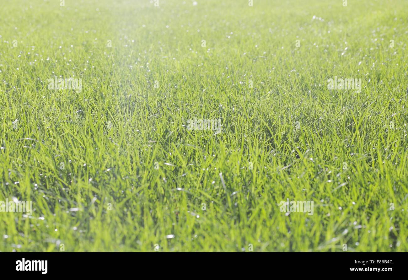 Perfect green grass texture from golf fiel Stock Photo - Alamy