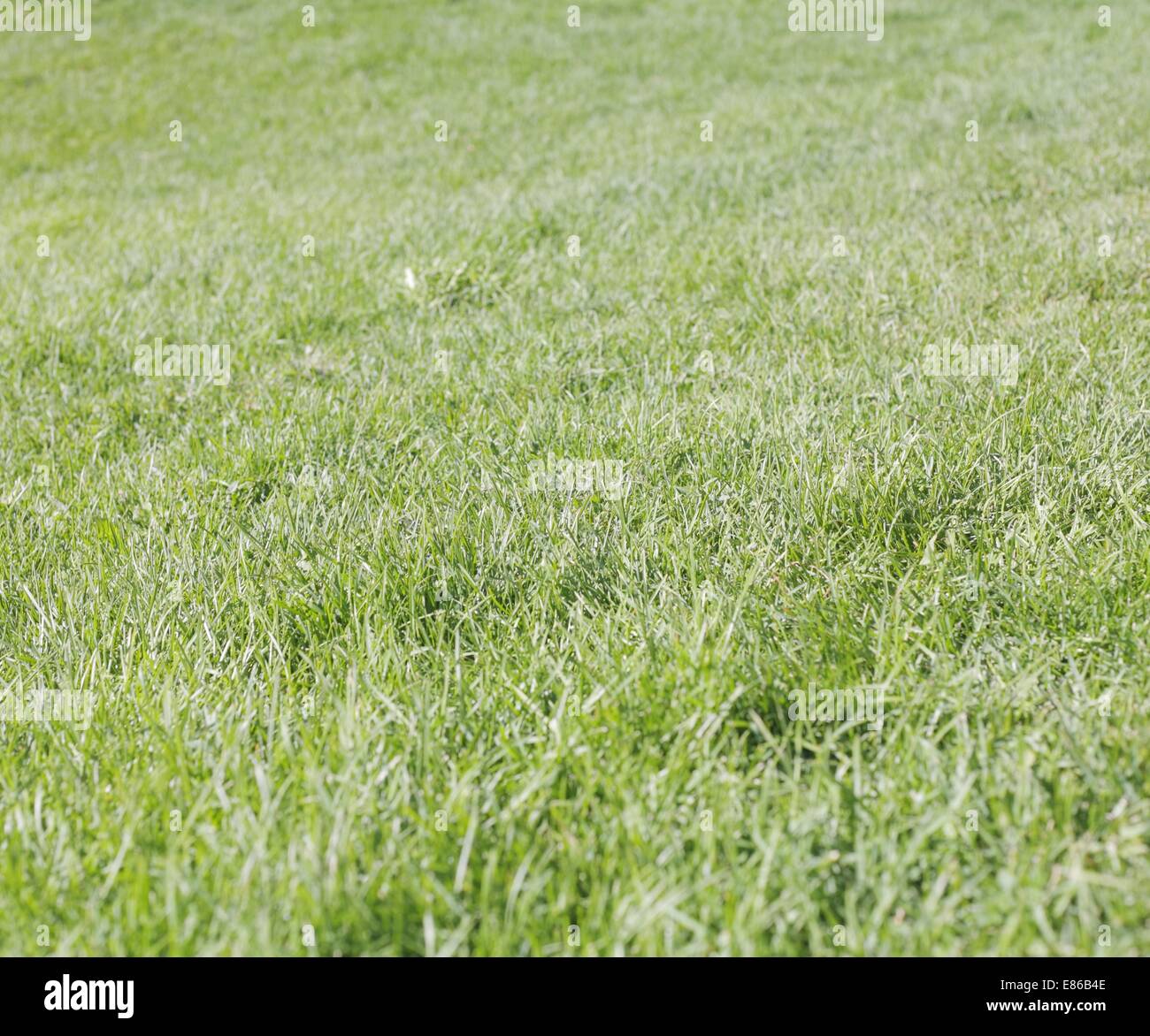 Perfect green grass texture from golf fiel Stock Photo - Alamy