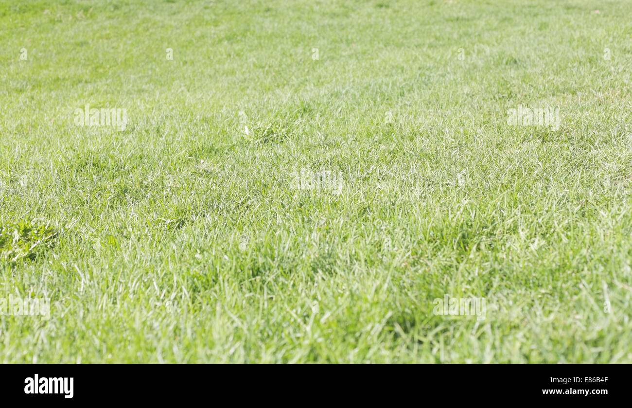 Perfect green grass texture from golf fiel Stock Photo - Alamy