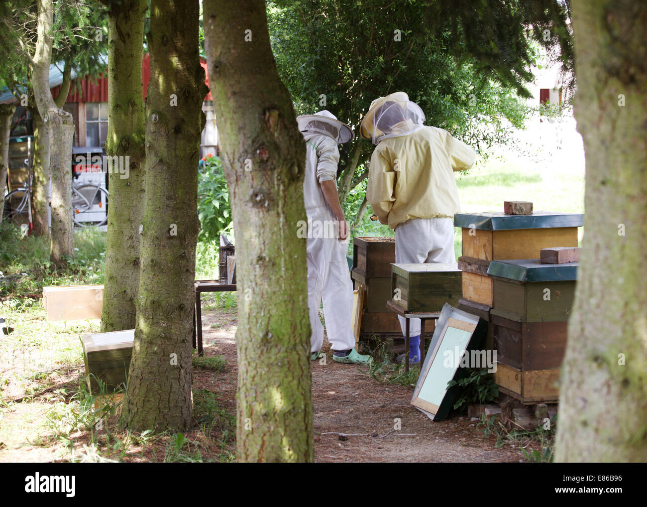 two beekeepers check their bees in the forest Stock Photo - Alamy