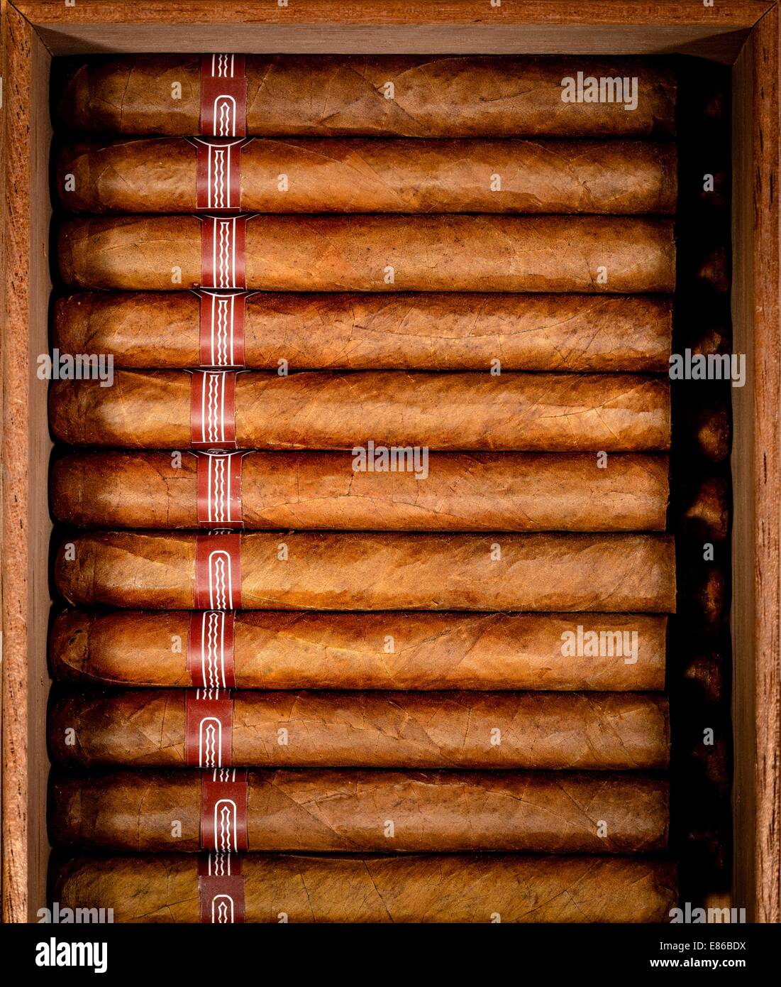 Close up of cigars in open humidor box Stock Photo - Alamy