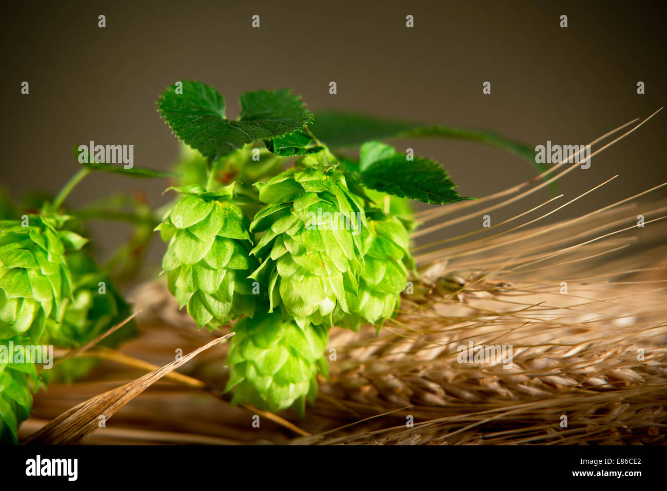 detail of hop cones and barley with dark background Stock Photo - Alamy