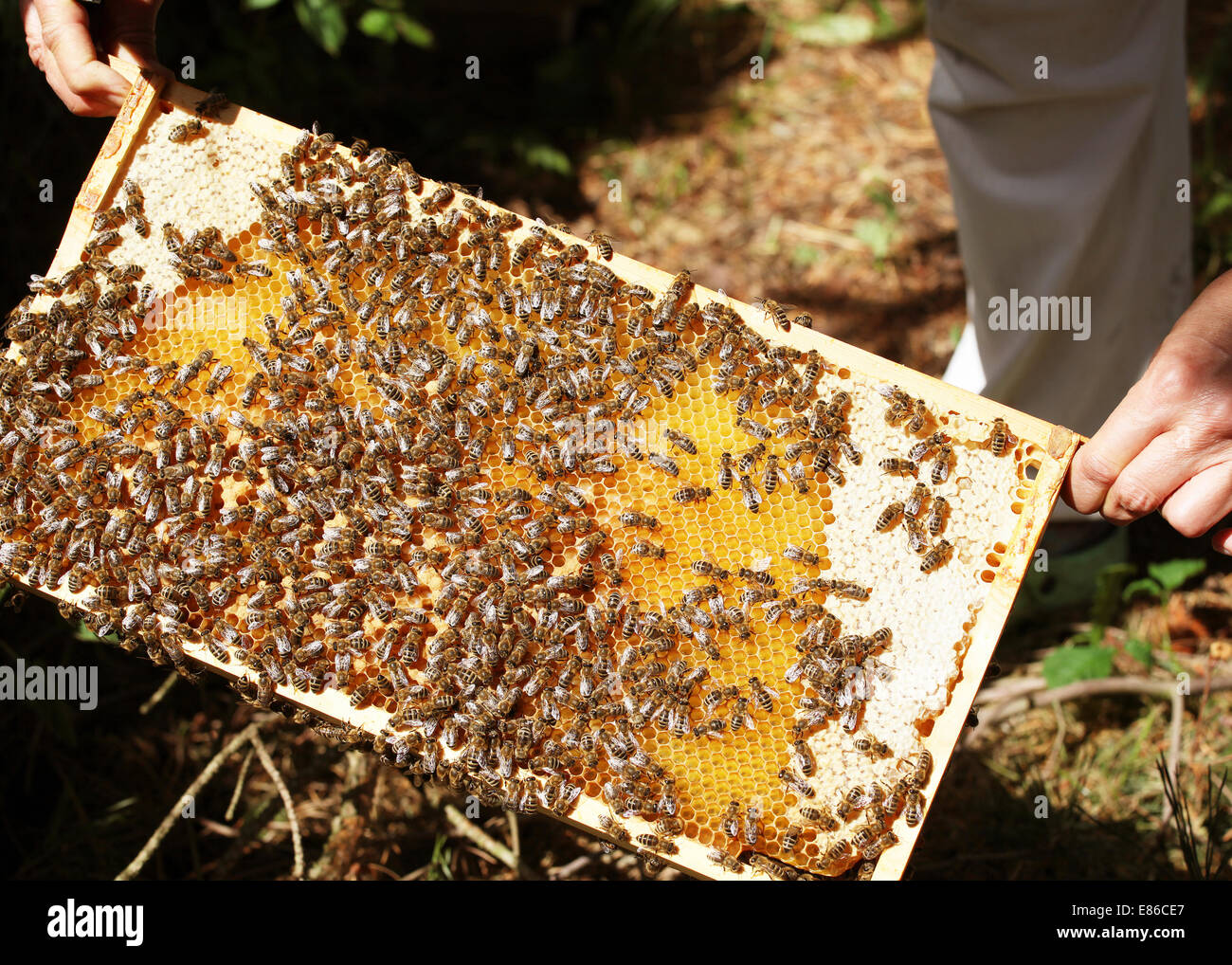 Queen frame beehive honey bees hi-res stock photography and images - Alamy