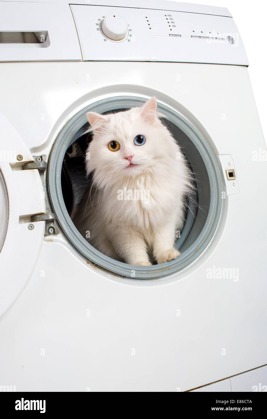 Washer machine and white cat Stock Photo - Alamy