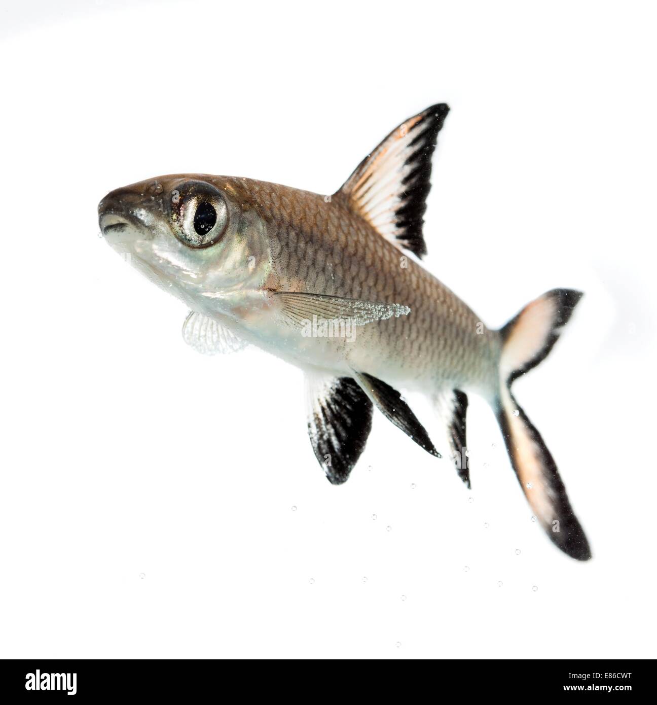 Bala shark hi-res stock photography and images - Alamy