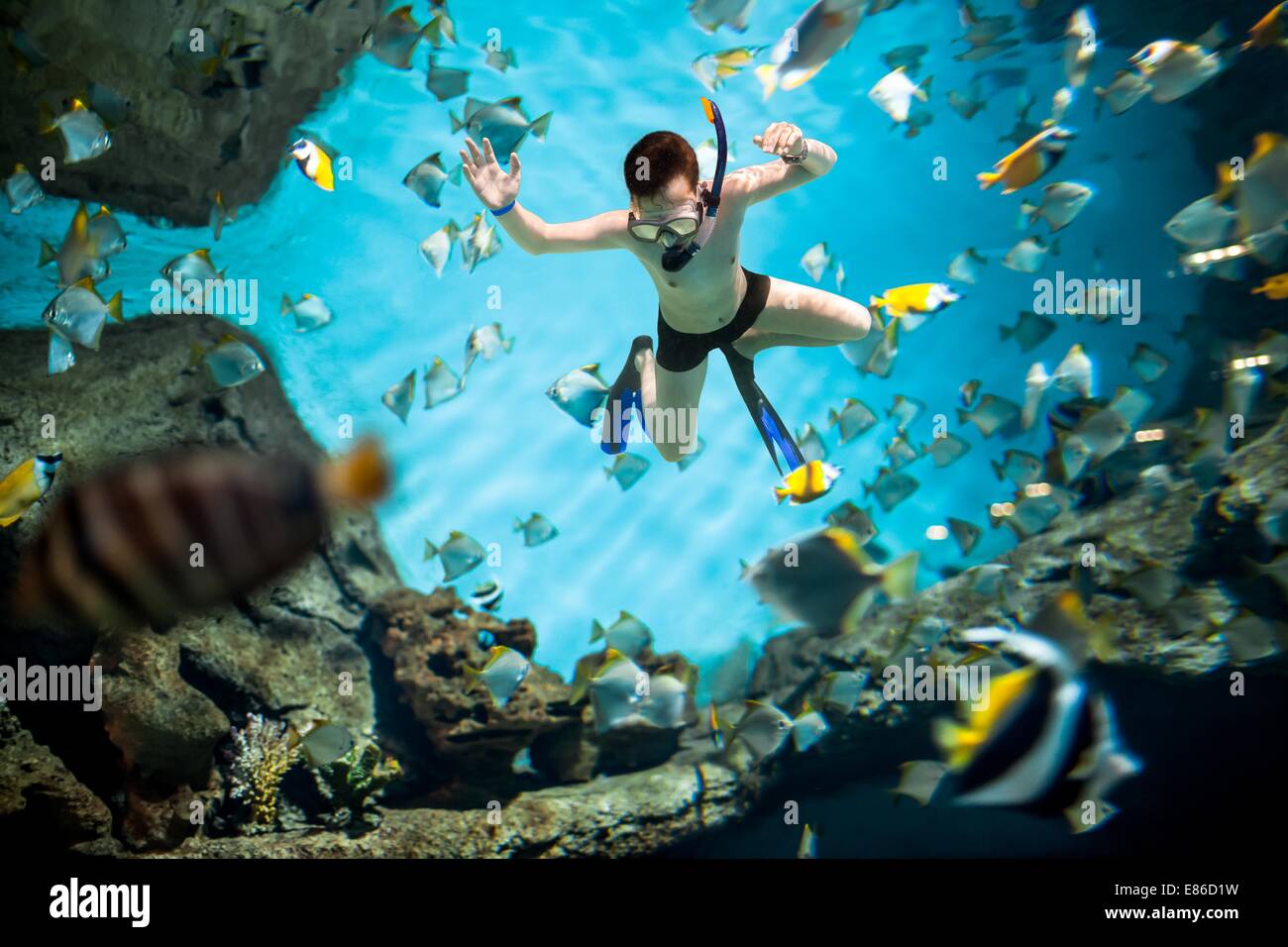 Snorkeler diving along the brain coral underwater Stock Photo - Alamy
