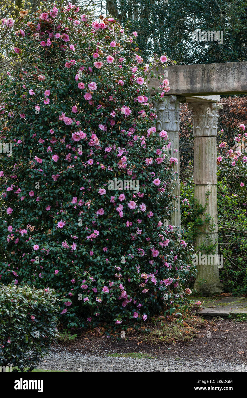 The once famous gardens of the Trevarno Estate, Helston, Cornwall, now ...