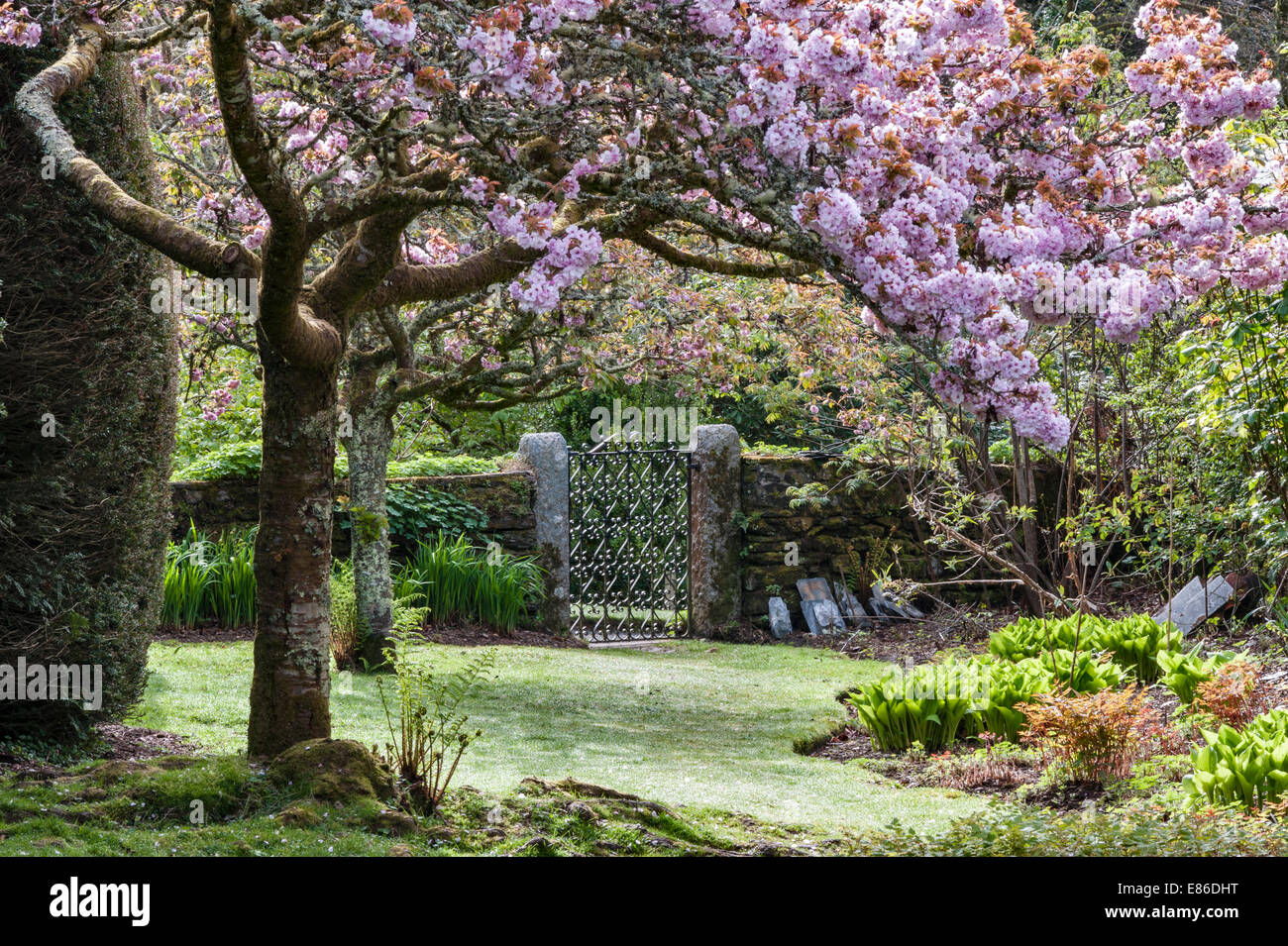 The once famous gardens of the Trevarno Estate, Helston, Cornwall, now ...