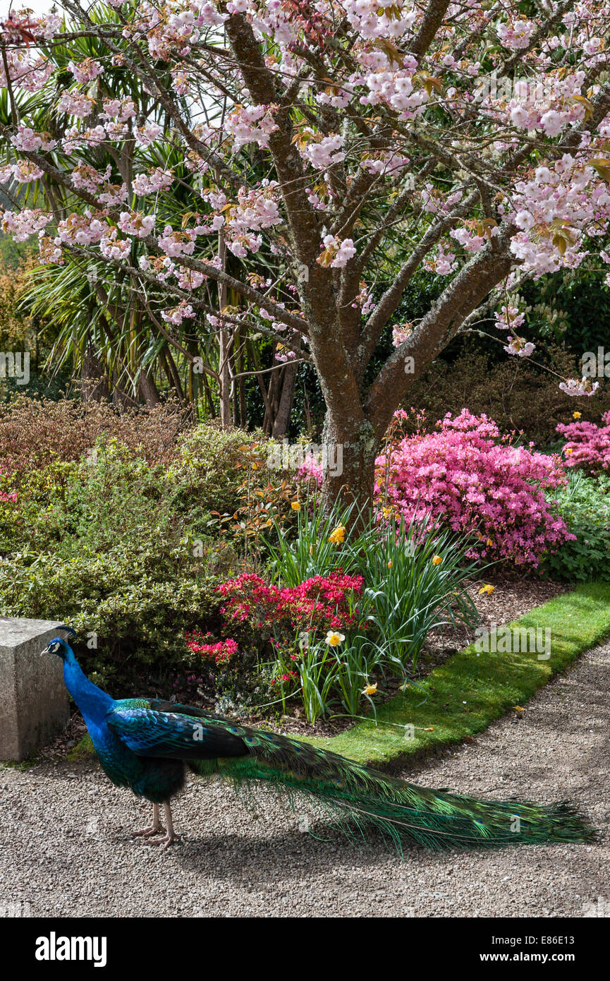 The once famous gardens of the Trevarno Estate, Helston, Cornwall, now ...