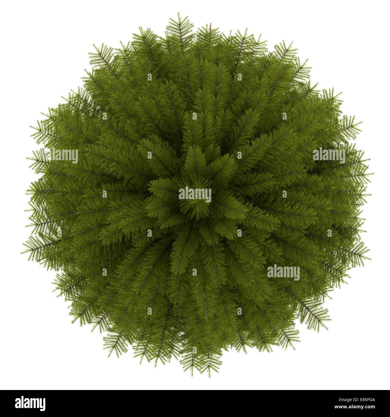 Norway spruce picea abies Cut Out Stock Images & Pictures - Alamy