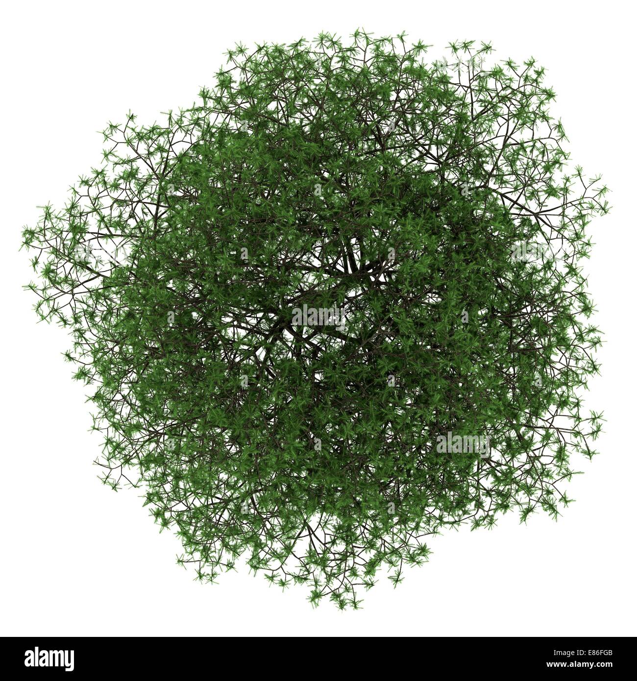 top view of lebanon cedar tree isolated on white background Stock Photo ...