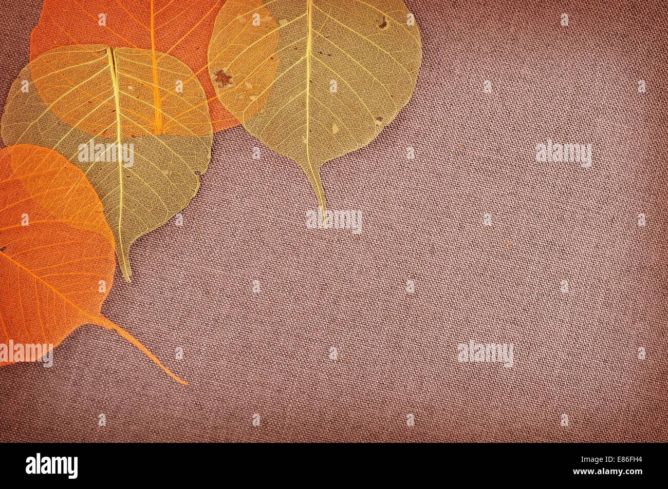 Autumn background with orange leaves and fabric texture Stock Photo - Alamy
