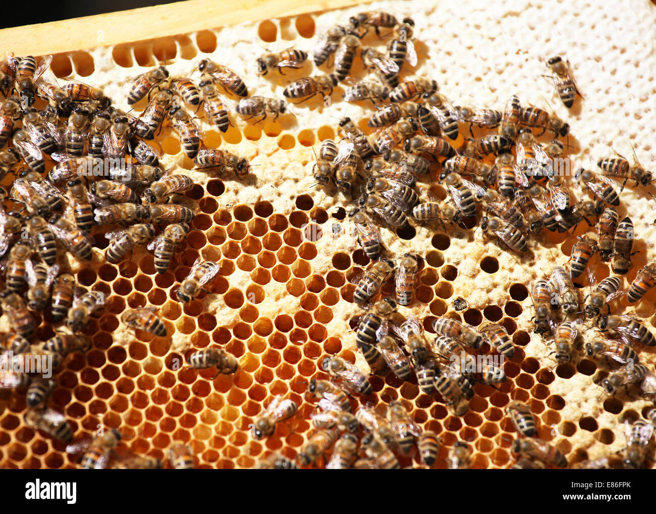 a hive moves on a honeycomb Stock Photo - Alamy