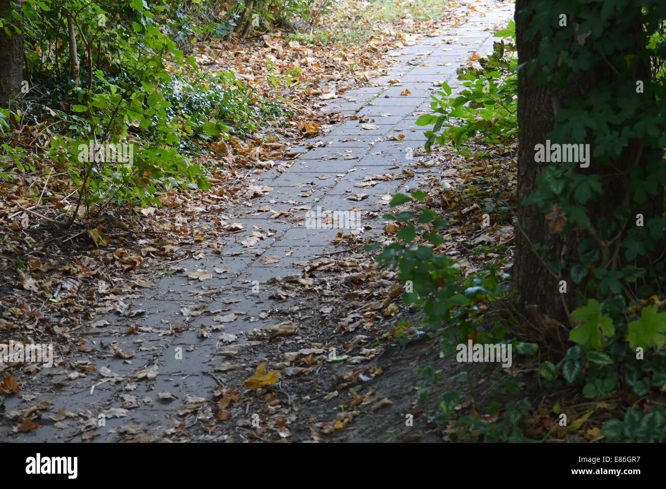 Path filled with leaves Stock Photo - Alamy