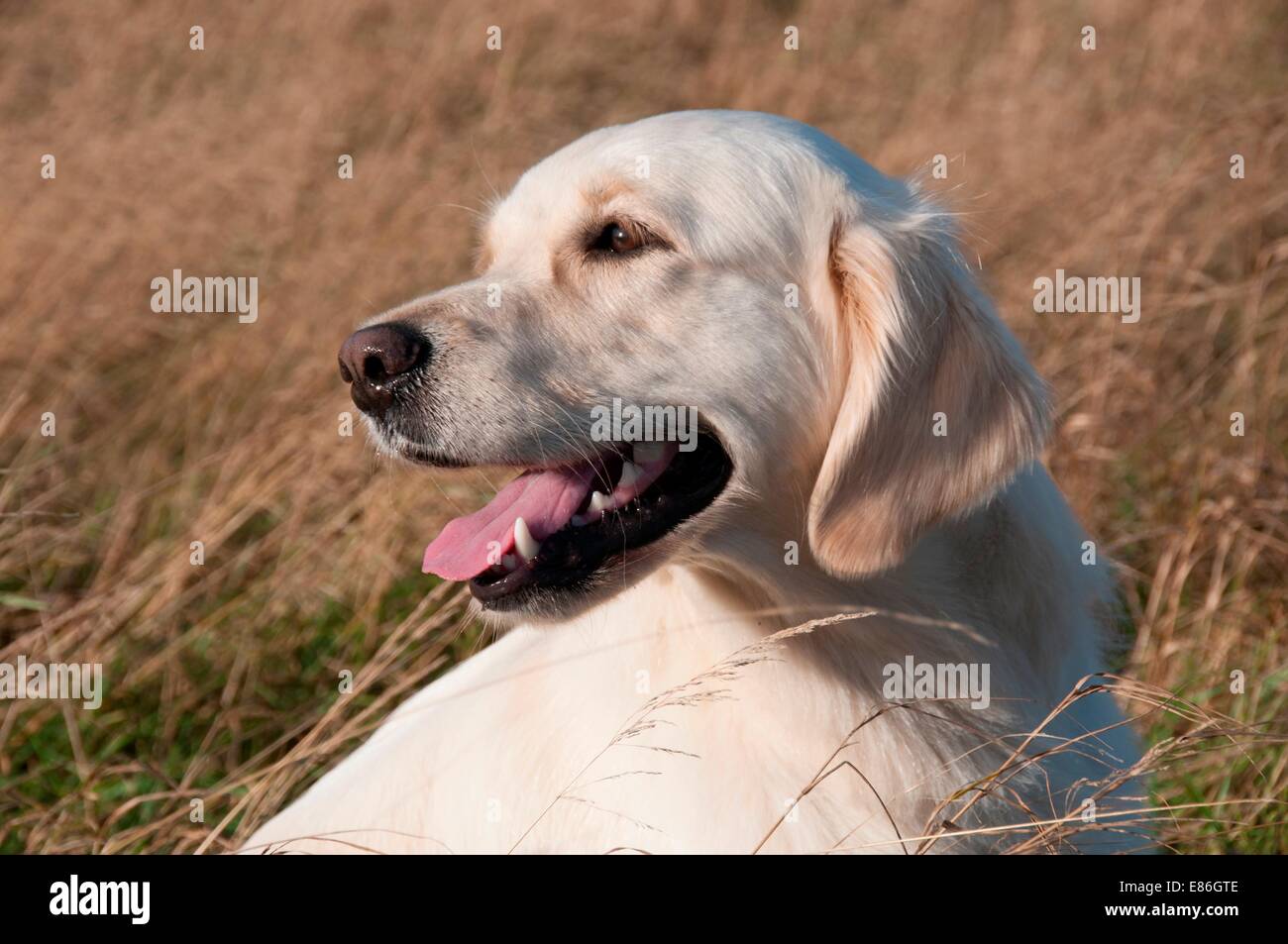 03c92393 hi-res stock photography and images - Alamy