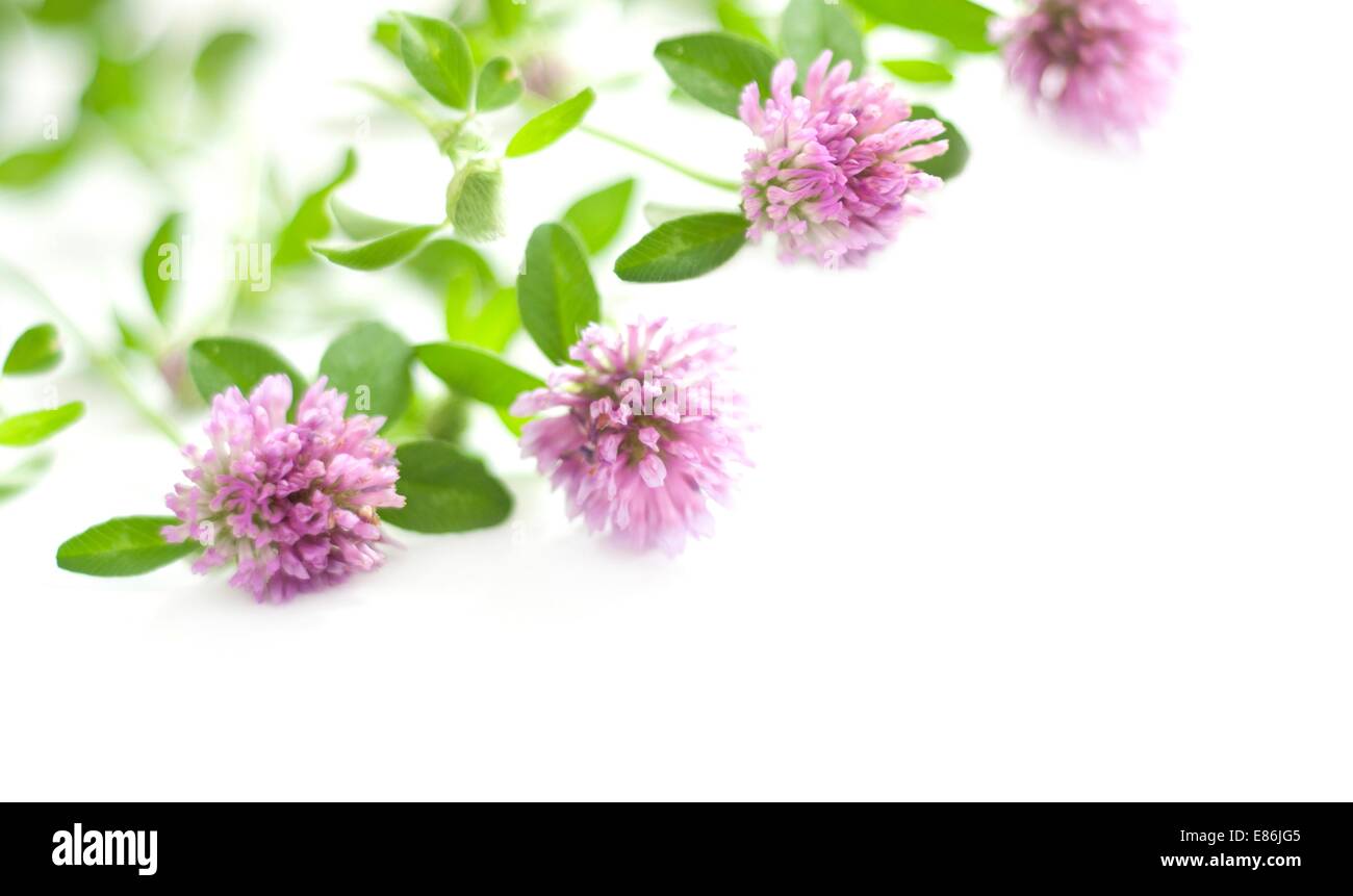 floral background with pink clover on white background Stock Photo - Alamy