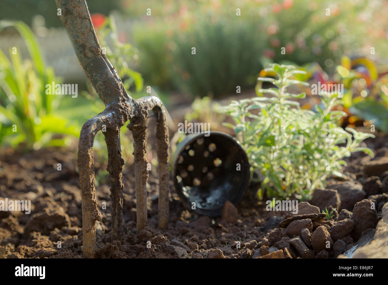 Garden fork in a flower bed Stock Photo - Alamy