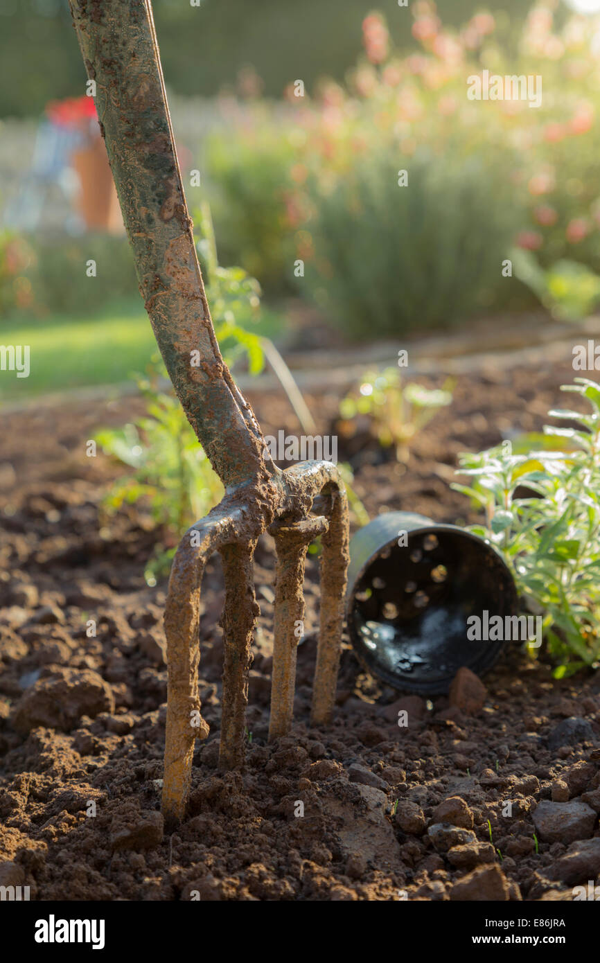 Garden fork in a flower bed Stock Photo - Alamy