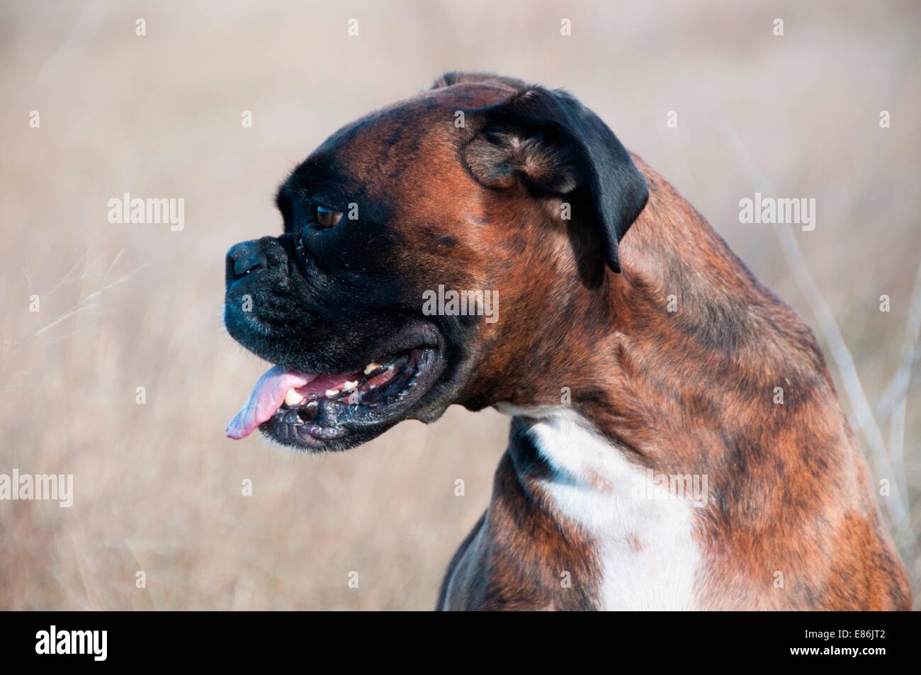 A boxer sitting Stock Photo - Alamy