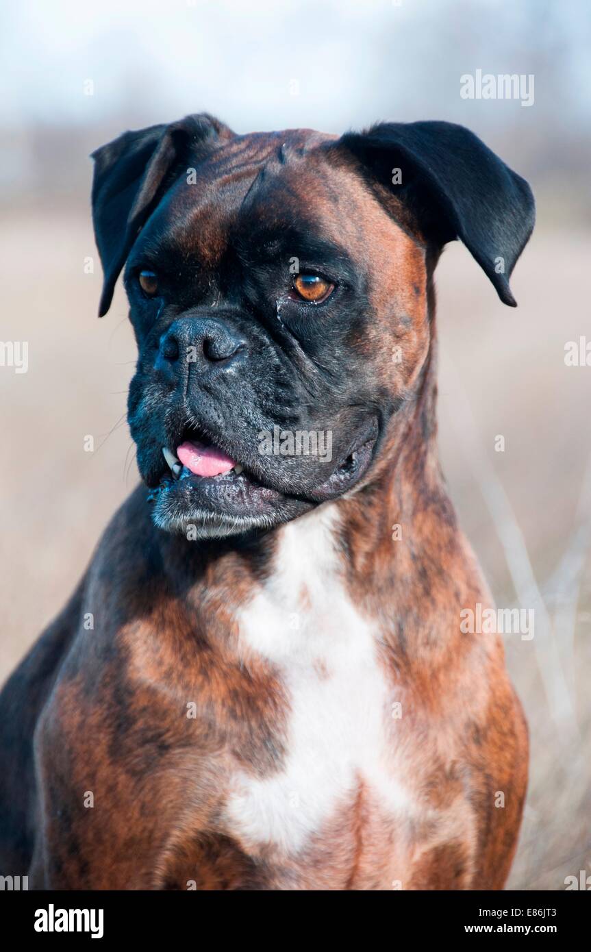 A boxer sitting Stock Photo - Alamy