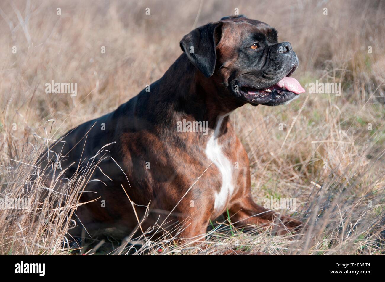A boxer sitting Stock Photo - Alamy