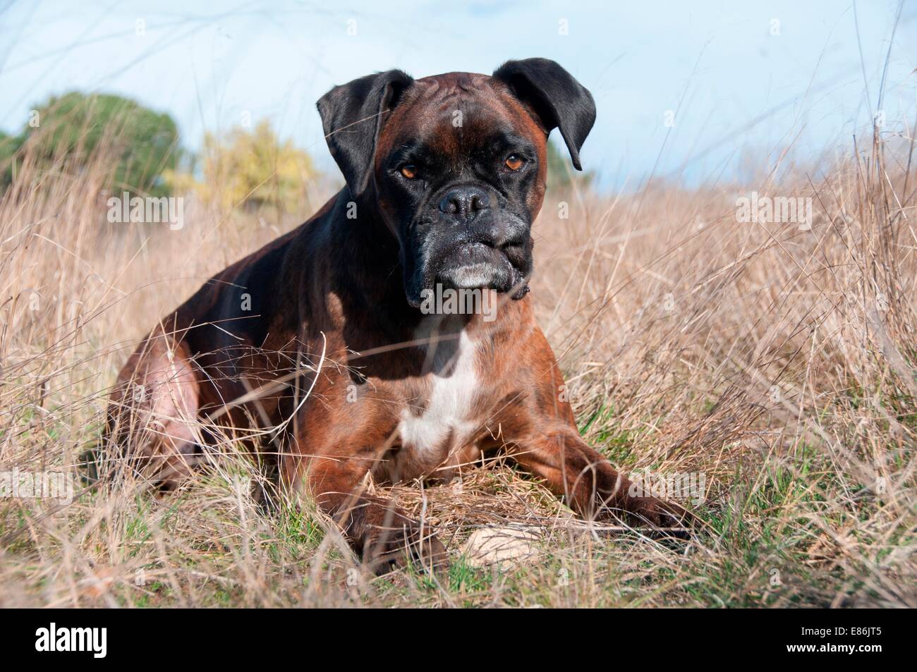 A boxer sitting Stock Photo - Alamy